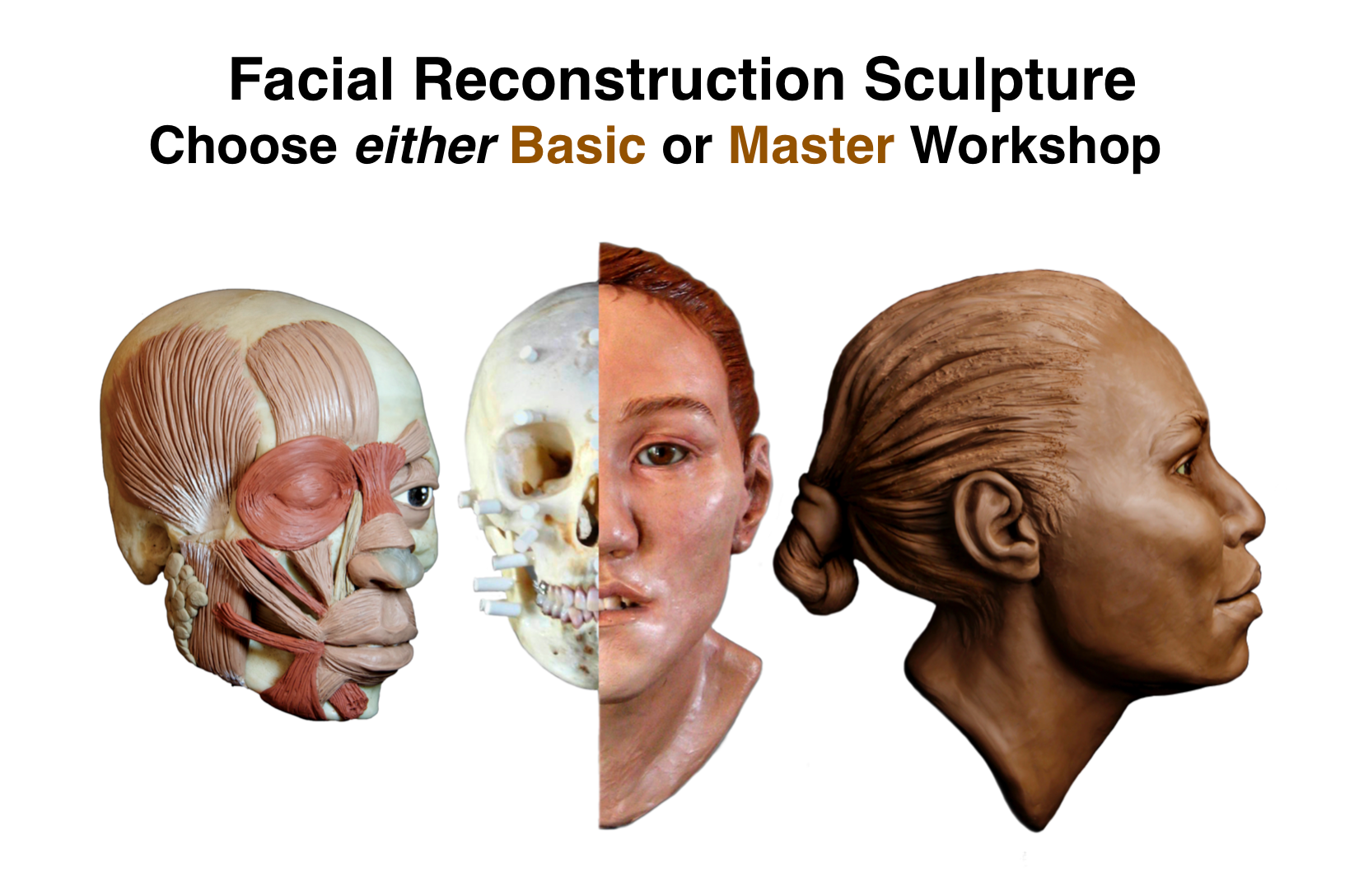 Forensic Art: Forensic Facial Reconstruction Sculpture : Forensic ...