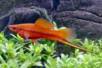 Researchers identify genetics behind male ornamentation in swordtail ...
