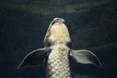 Enormous lungfish genome reveals secrets of earliest animals to conquer ...