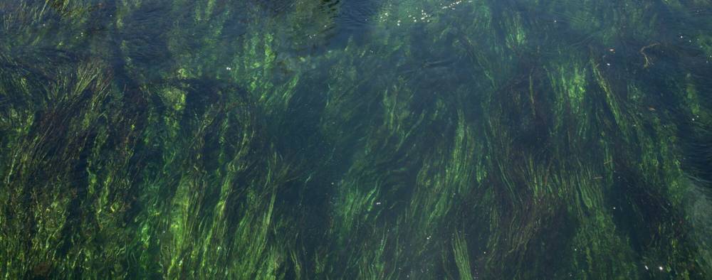 Citizen Scientist Forms and Resources : The Meadows Center for Water ...