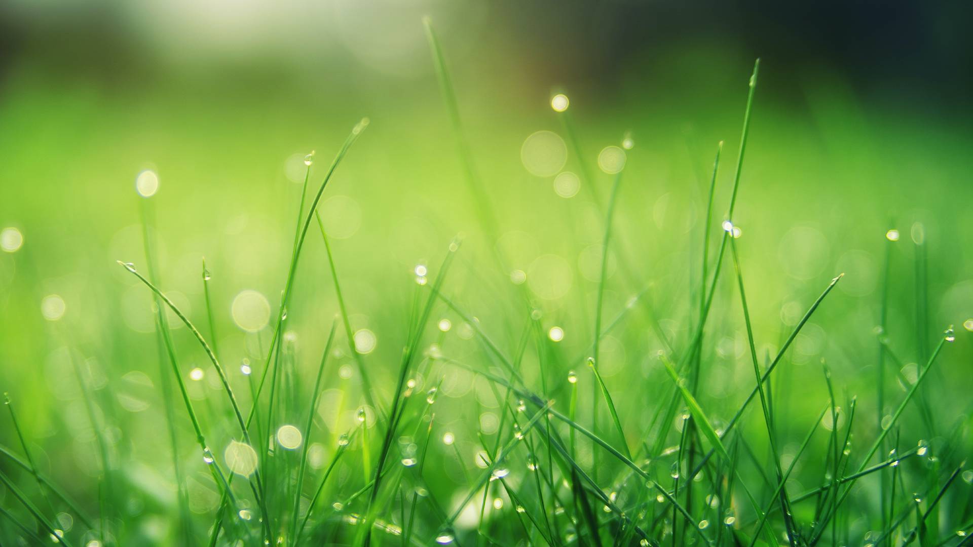 Precipitation : The Meadows Center for Water and the Environment ...