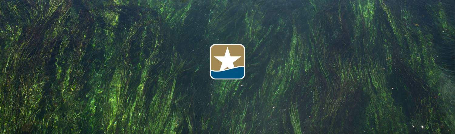 Spring Lake Natural Area : The Meadows Center for Water and the ...