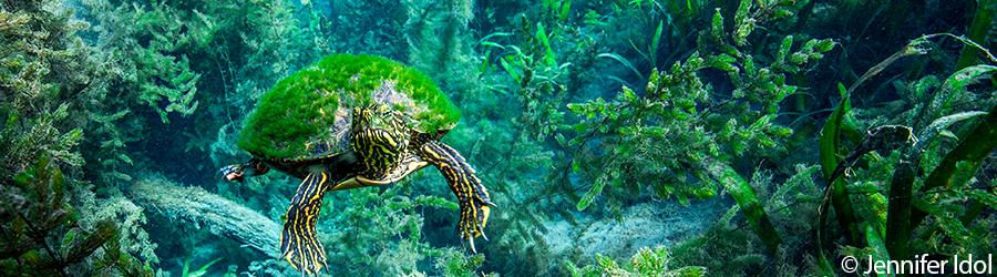 Ph.D. Aquatic Resources and Integrative Biology : Department of Biology ...