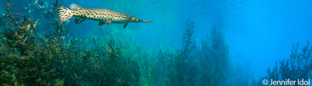 Graduate Programs : Department of Biology : Texas State University