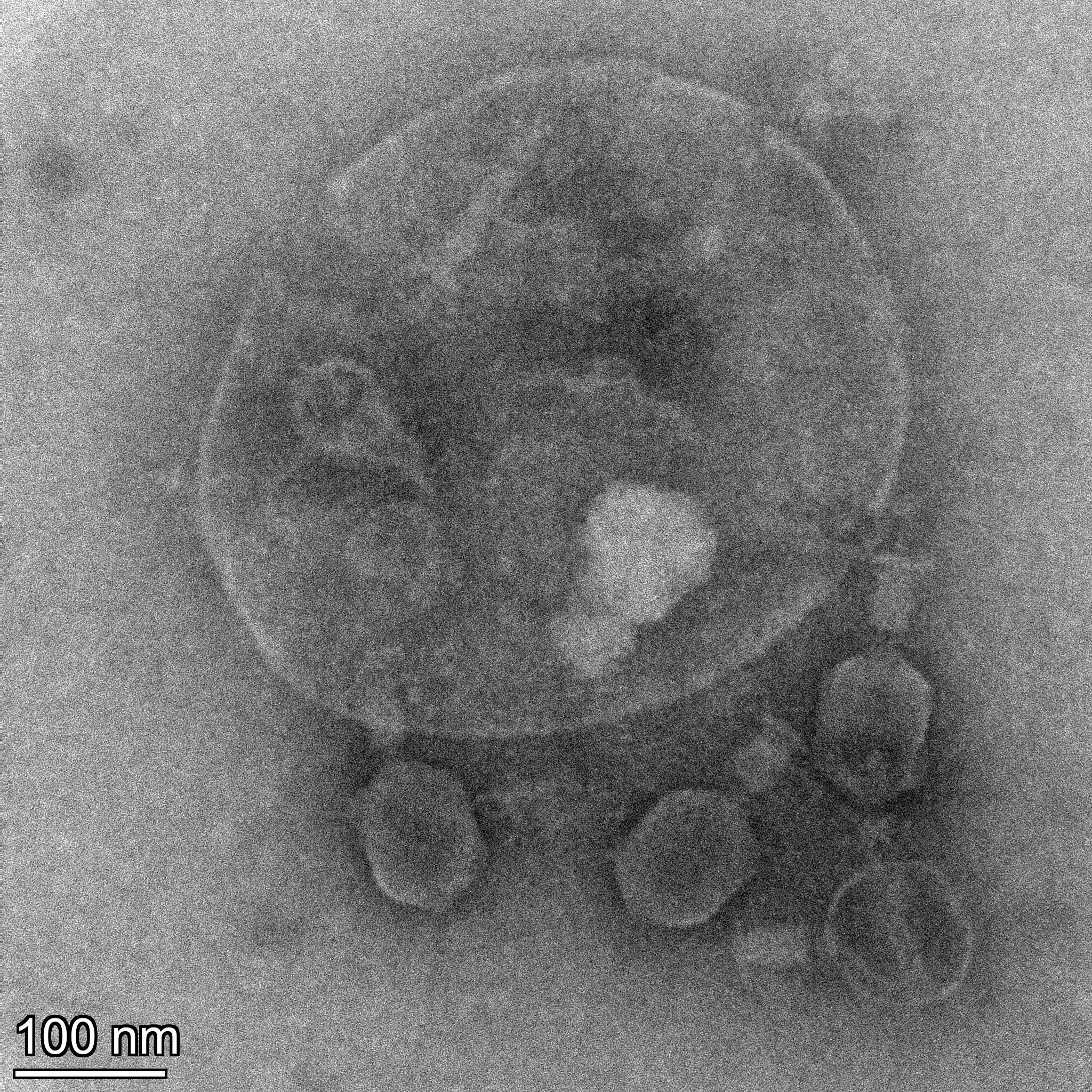 Talos TEM : Core Research Operations : Texas State University