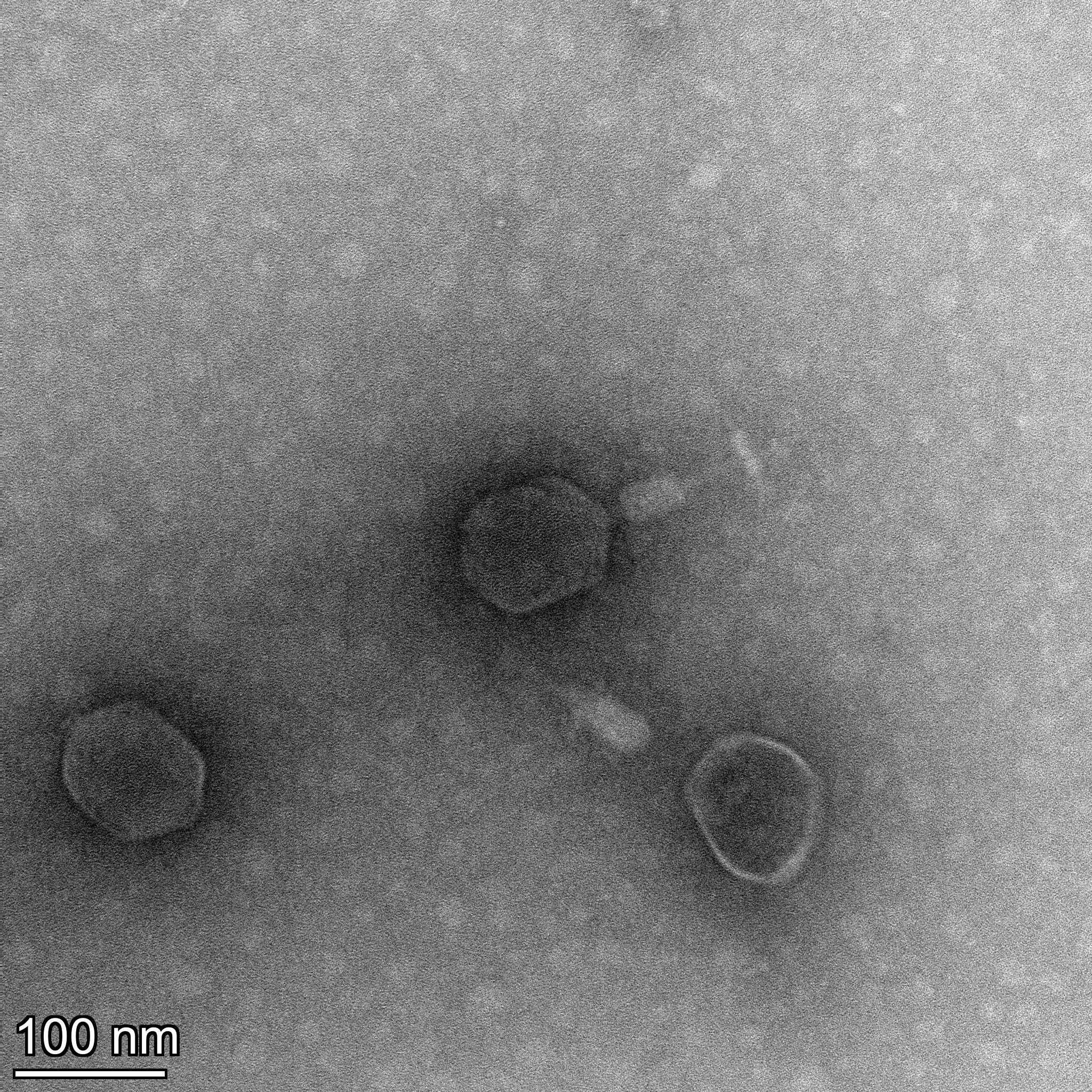 Talos TEM : Core Research Operations : Texas State University