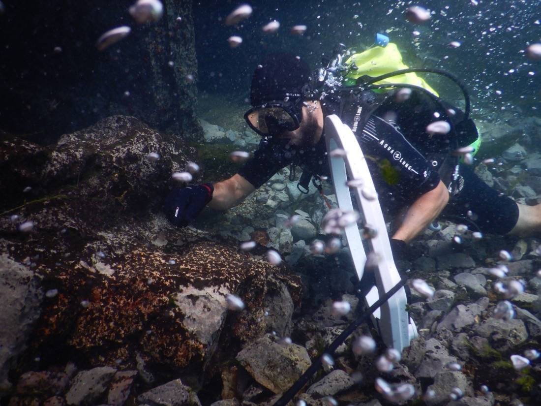 Control Enhancement Research of Suckermouth Armored Catfish : The ...