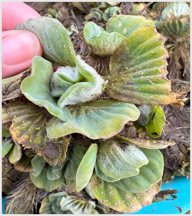 Watershed Aquatic Invasive Vegetation Suppression (WAIVS) : The Meadows ...