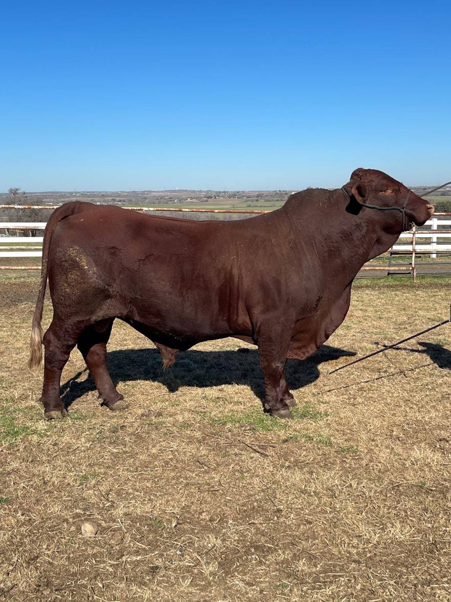 Welcome, Willy Wonka and the Rest of the Herd! : College of Applied ...