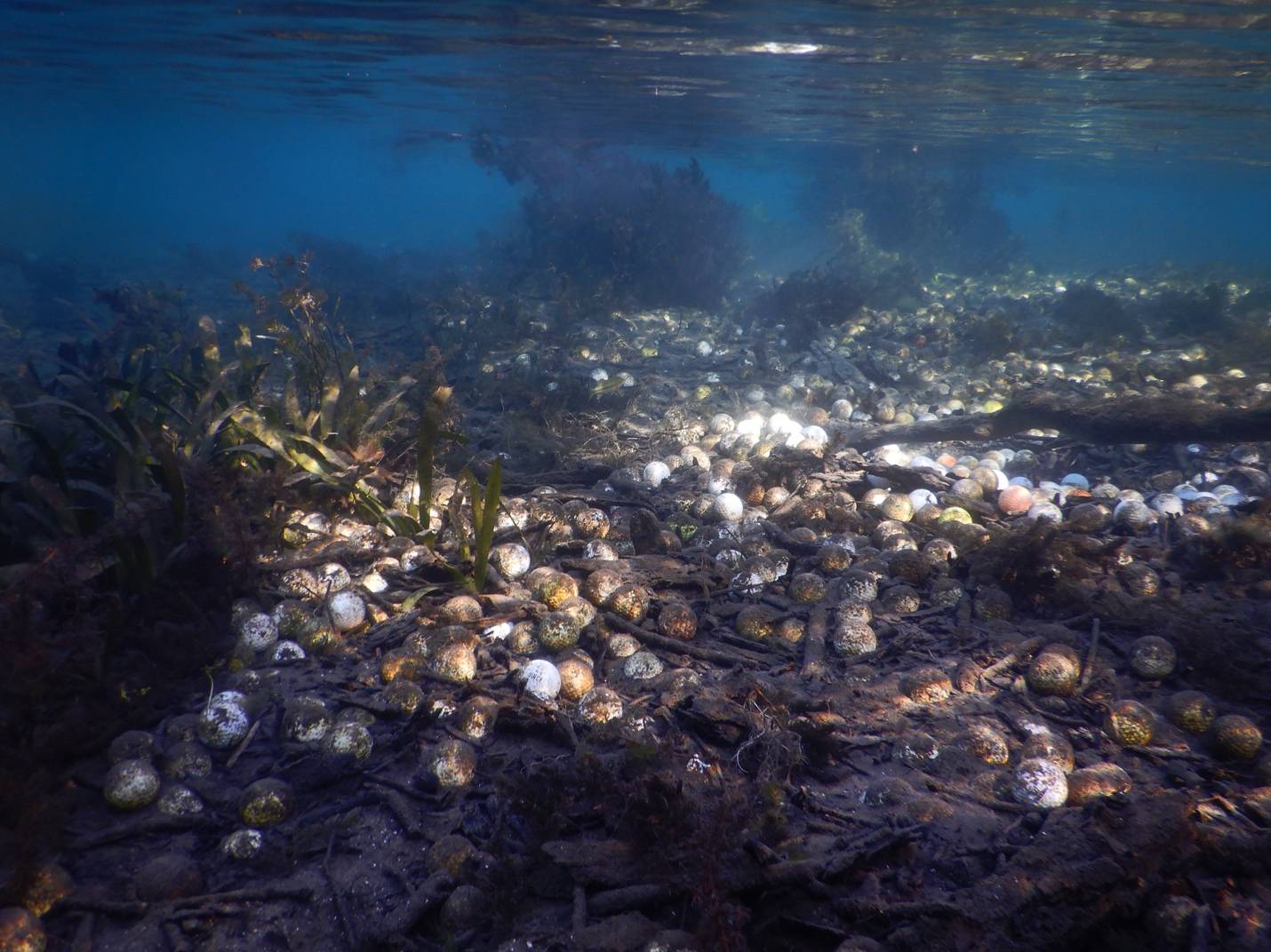 Litter Removal in the San Marcos River : The Meadows Center for Water ...