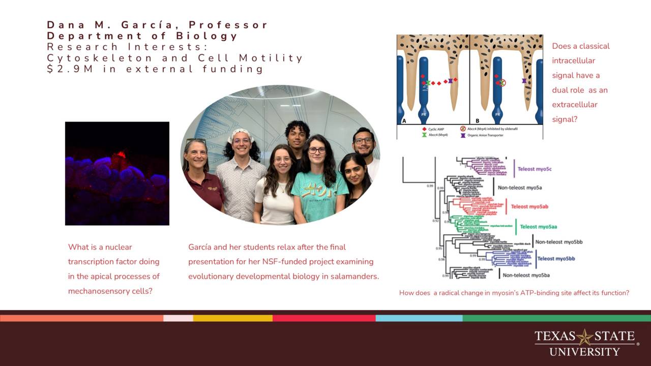 Dana M. García : College of Science and Engineering (CoSE) : Texas ...