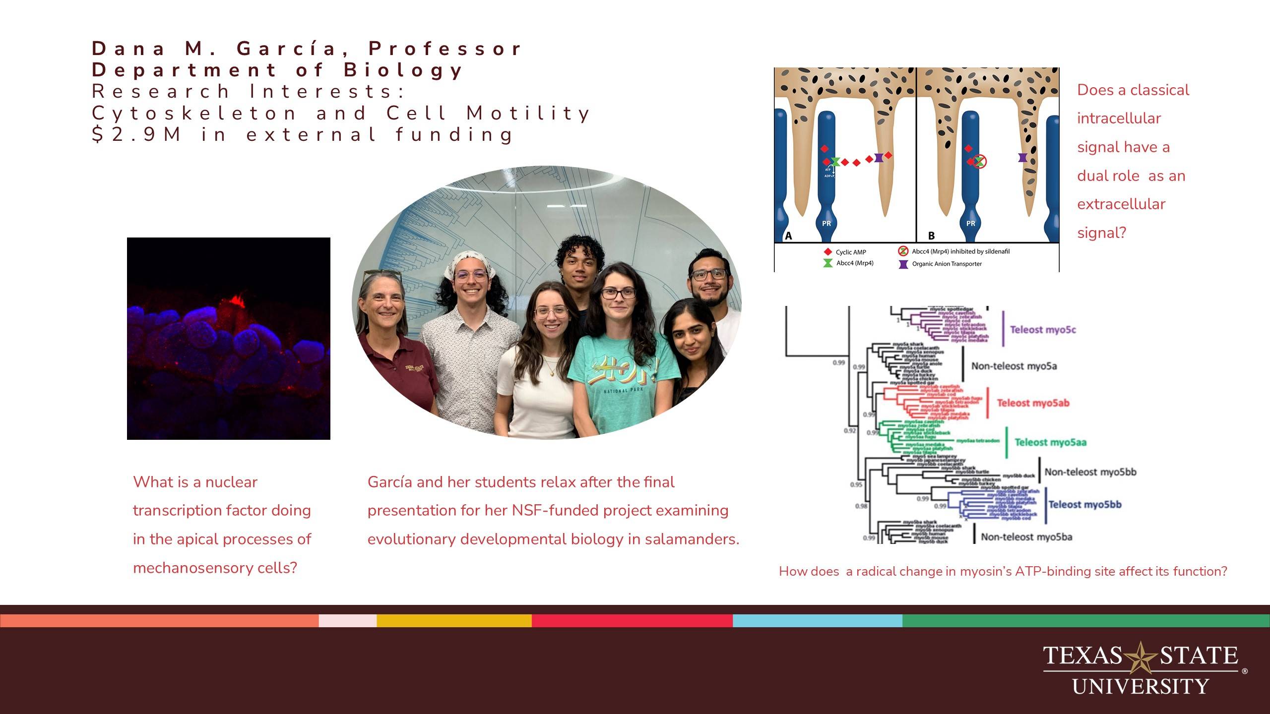 Dana M. García : College of Science and Engineering (CoSE) : Texas ...