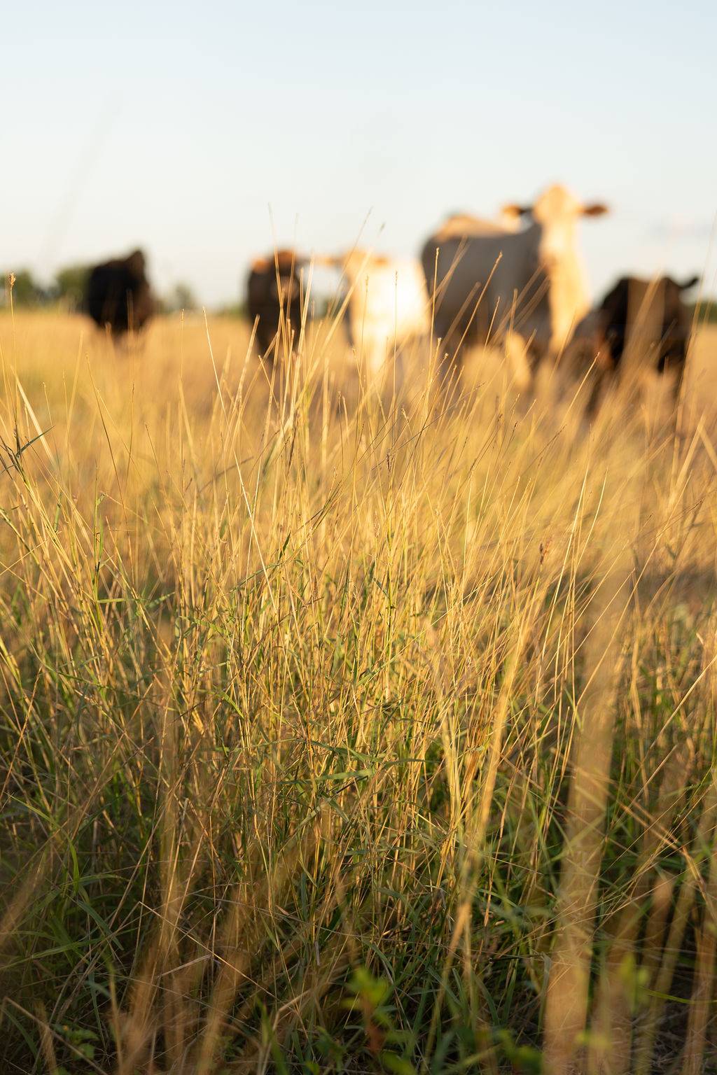 Small Producers Initiative : Texas State University