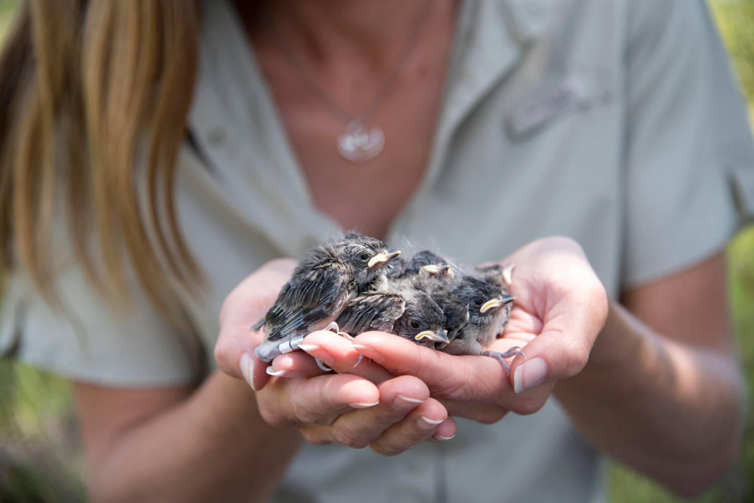 Wildlife Biology : Major Maps : Texas State University