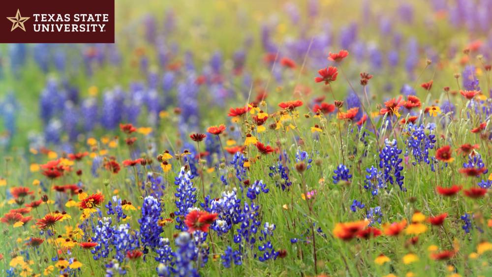 Zoom and Teams Backgrounds : Brand Guidelines : Texas State University
