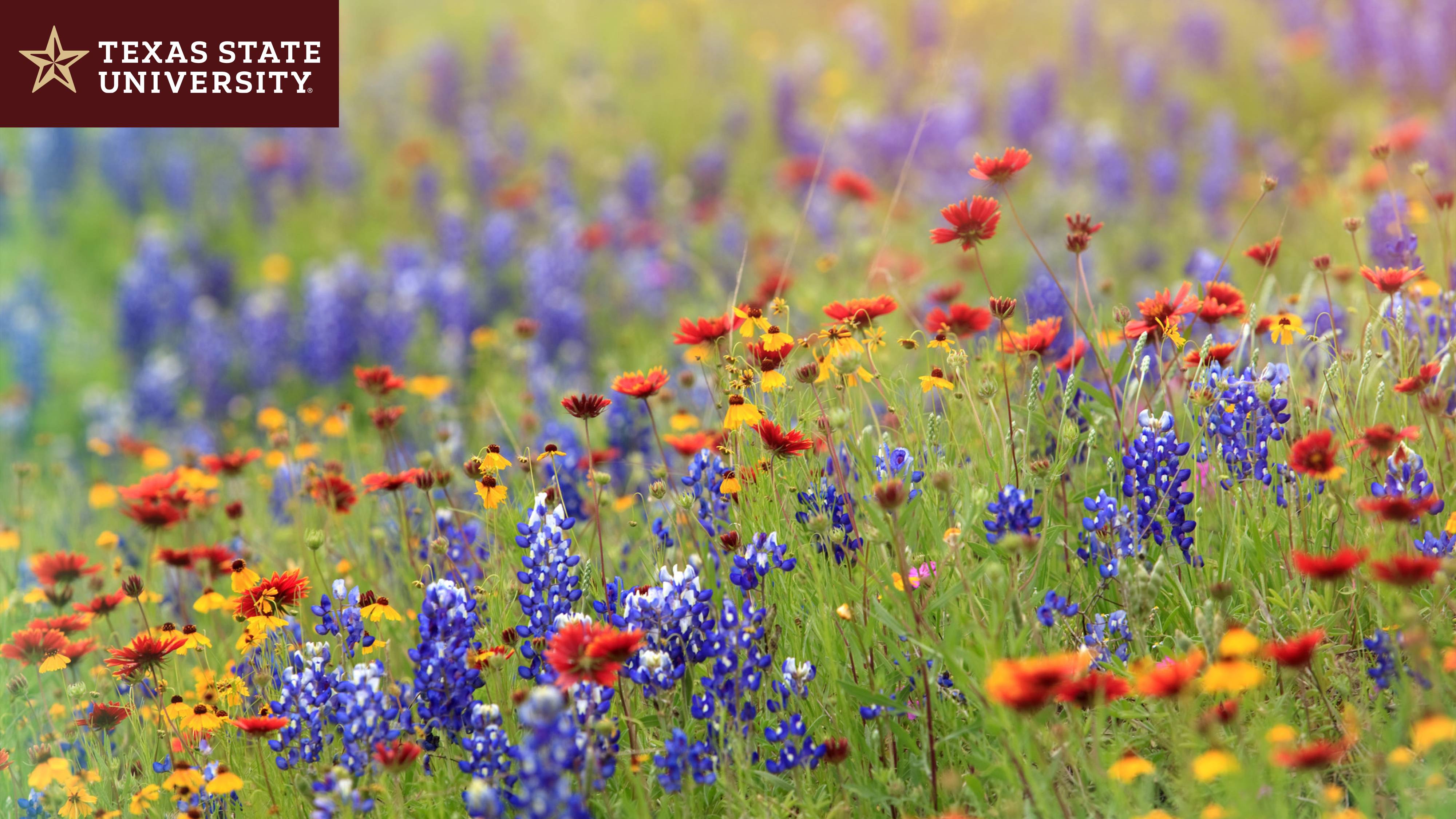 Zoom and Teams Backgrounds : Brand Guidelines : Texas State University