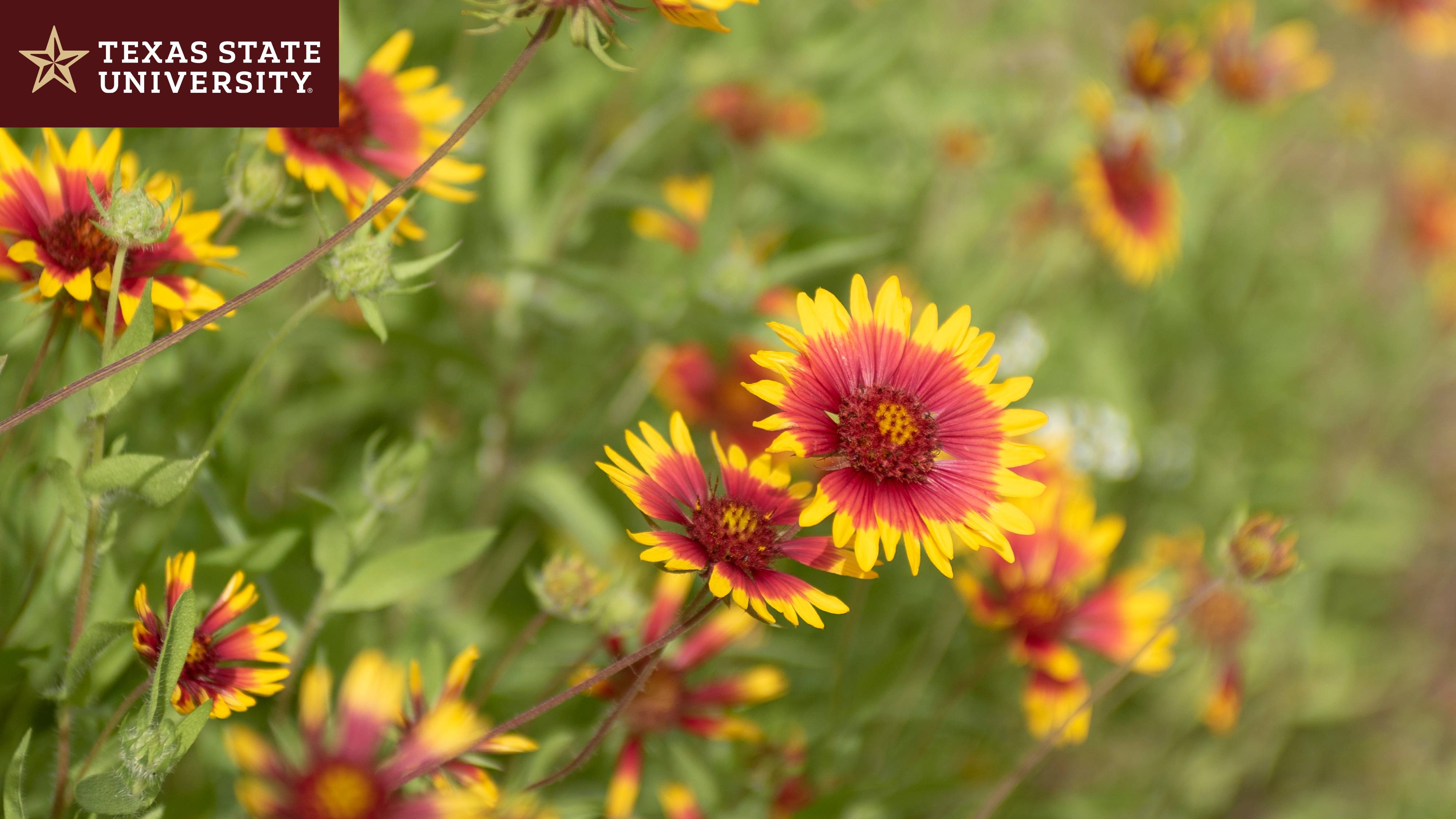 Zoom and Teams Backgrounds : Brand Guidelines : Texas State University