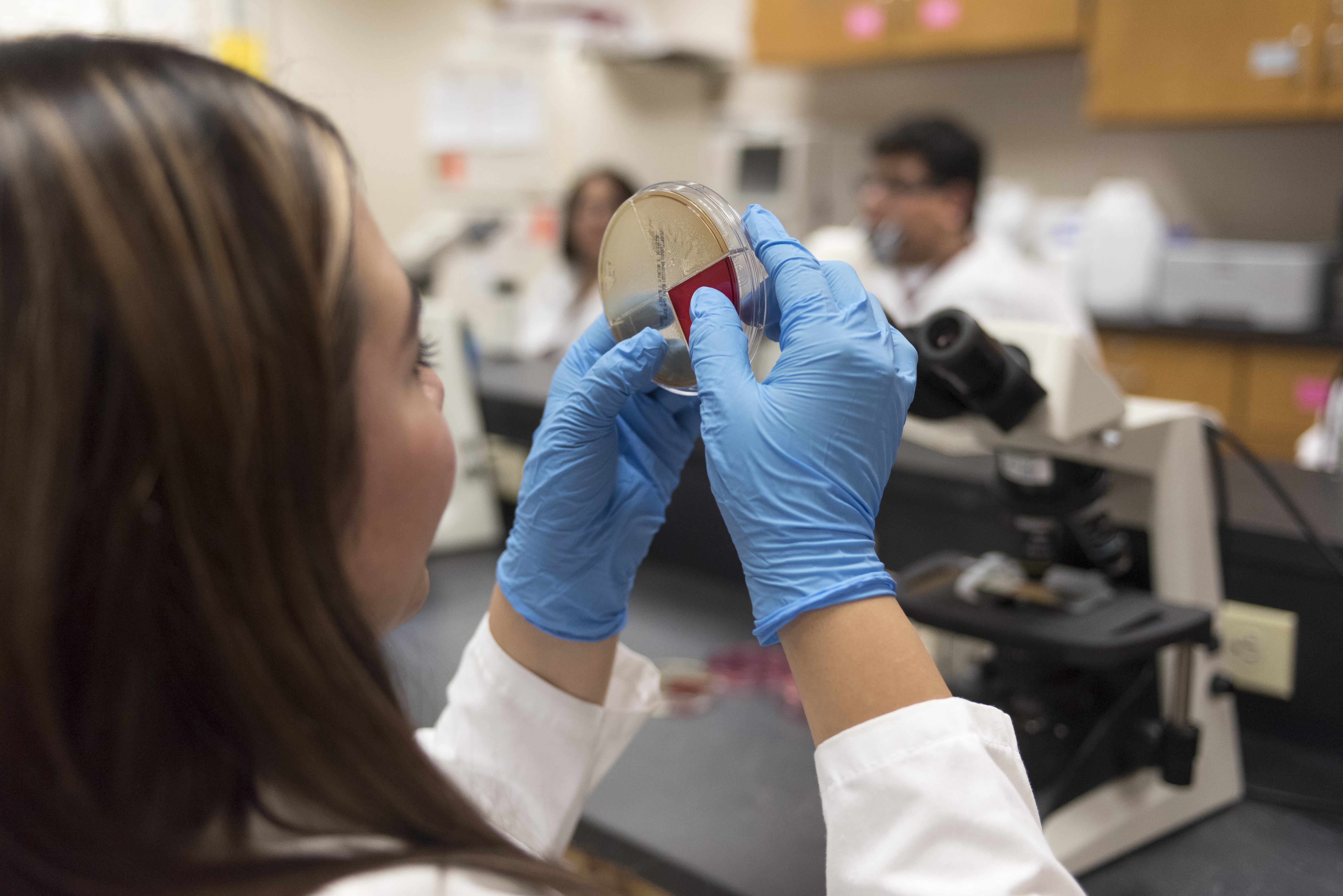Medical Laboratory Science : Major Maps : Texas State University