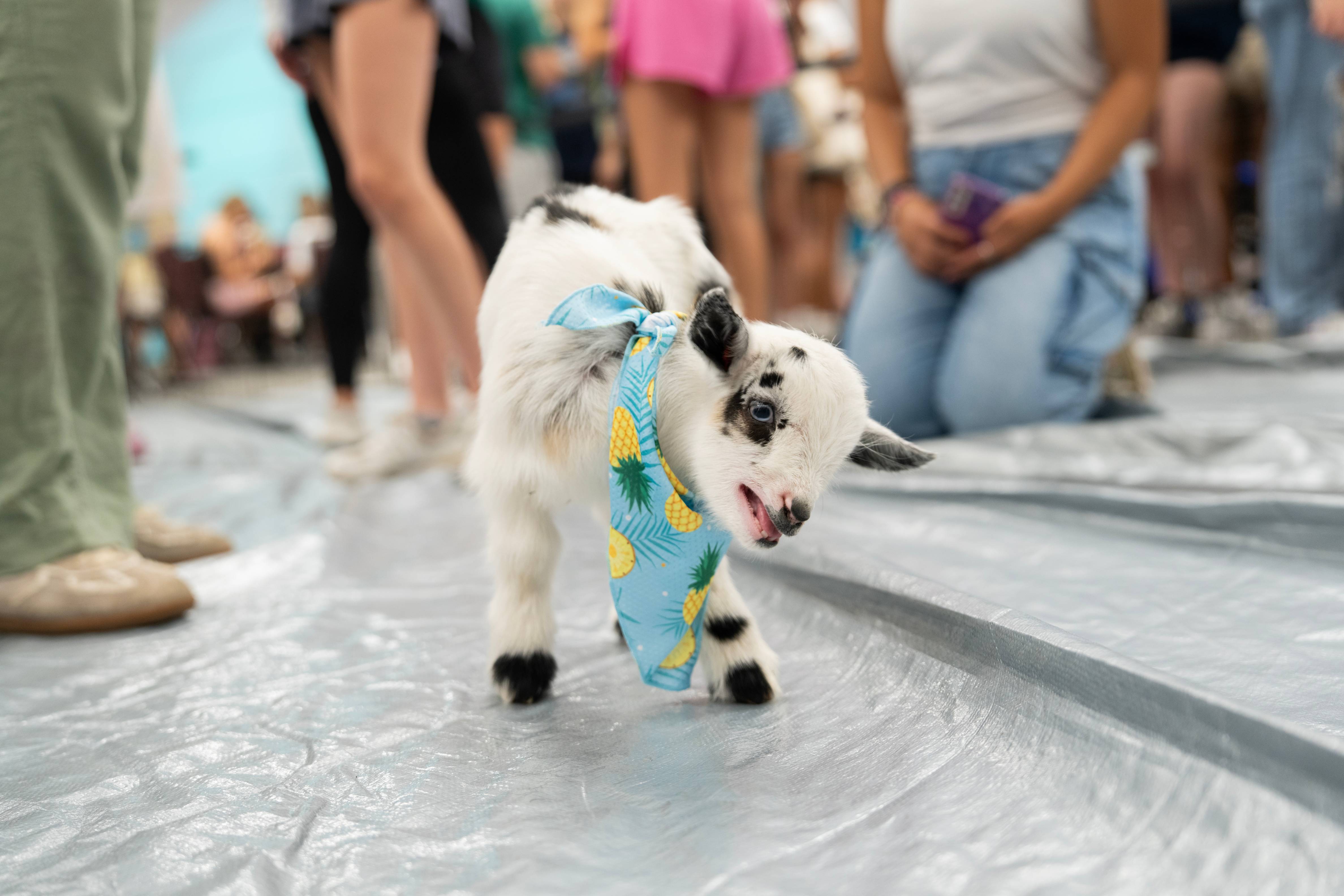 Bobcat Welcome Week : New Student and Family Experiences : Texas State ...